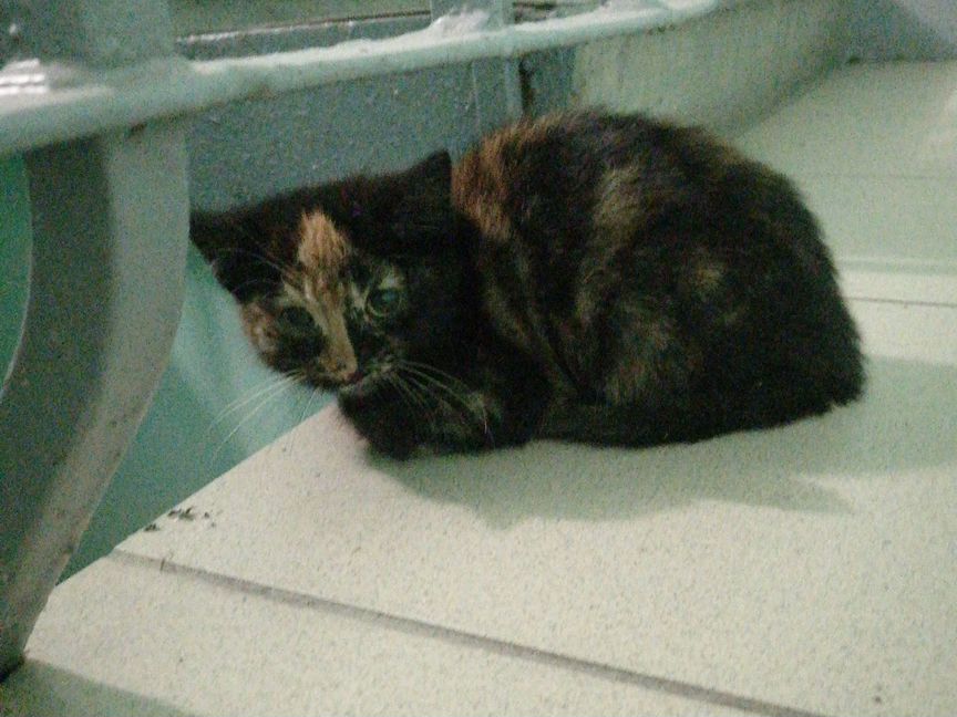 Котенка выкинули в парадную Нужен дом