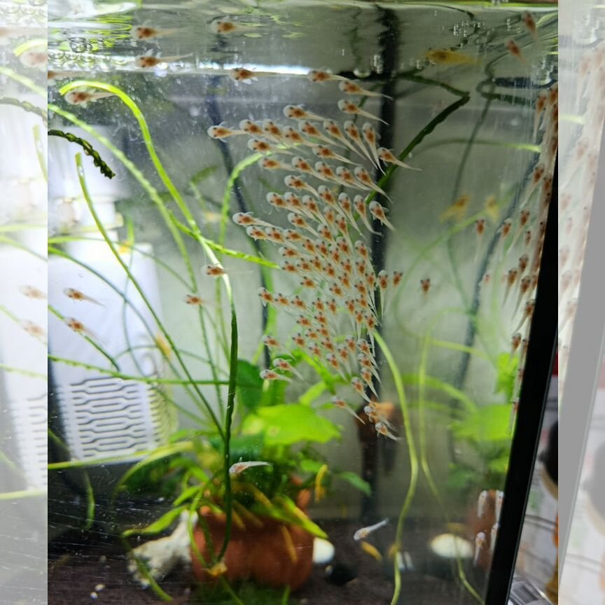 Сом анциструс l144sw(голубоглазый снежок), 397,ред