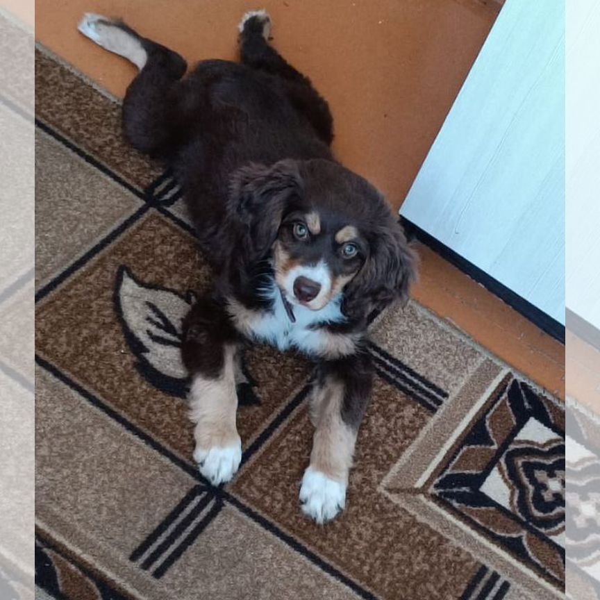 Русский охотничий спаниель, щенок