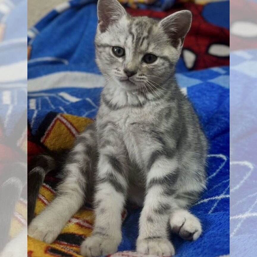 Шотландский прямоухий короткошёрстный котёнок