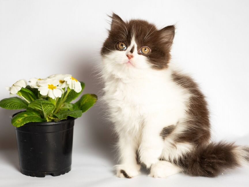 Шотландский страйт шоколадного окраса