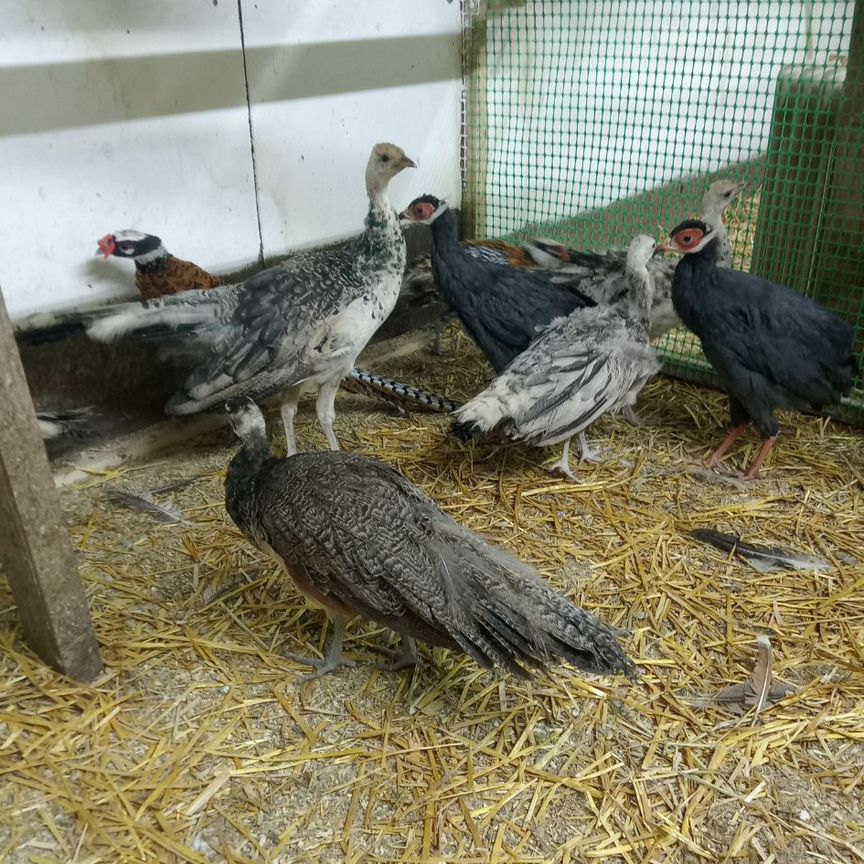 Декоративные птицы