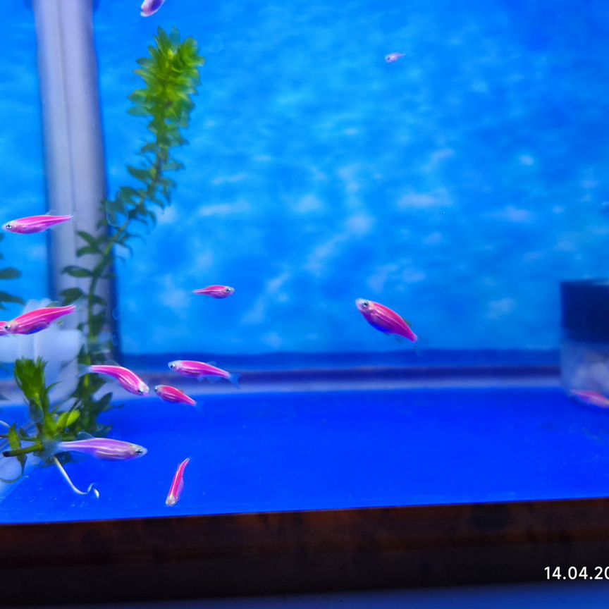 Мальки данио