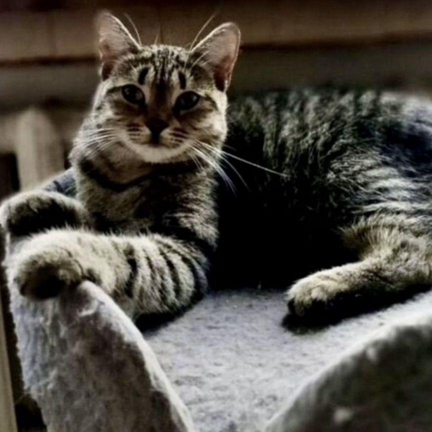 Взрослая, кошка в добрые руки