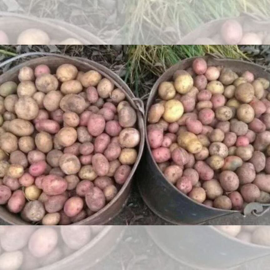 Продам мелкий картофель