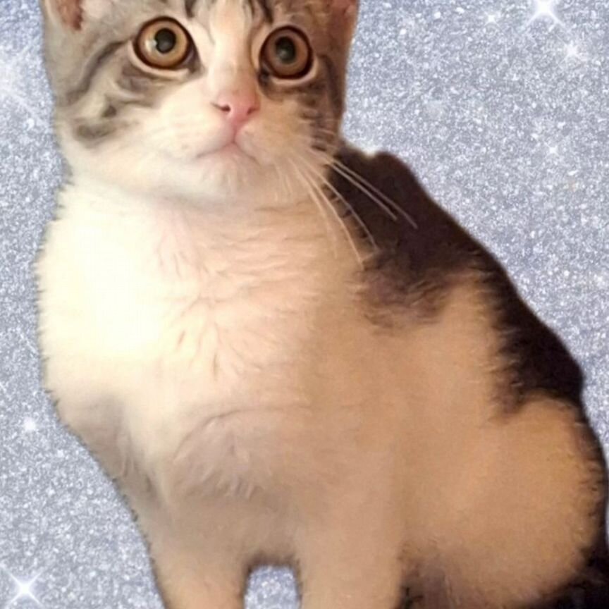 Котенок кошечка-Таня