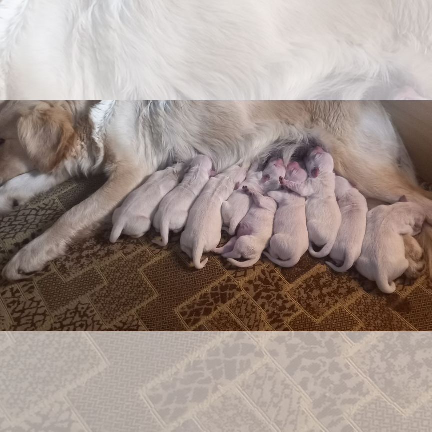 Золотистый Ретривер