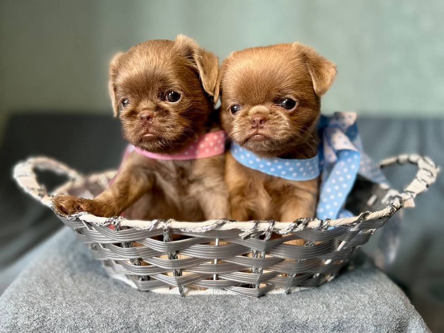 Гриффон и пти брабансон. Роскошные