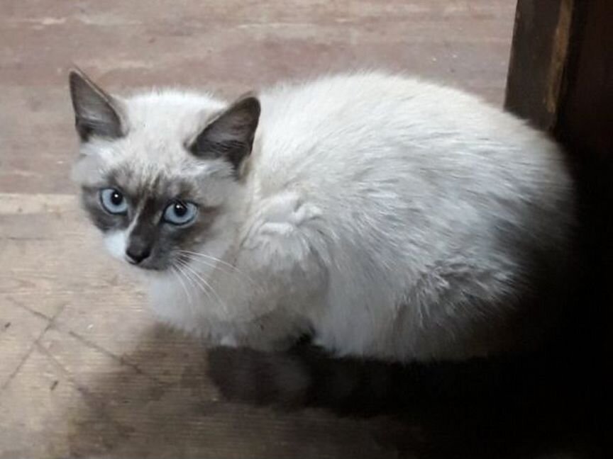 Кошка в добрые руки