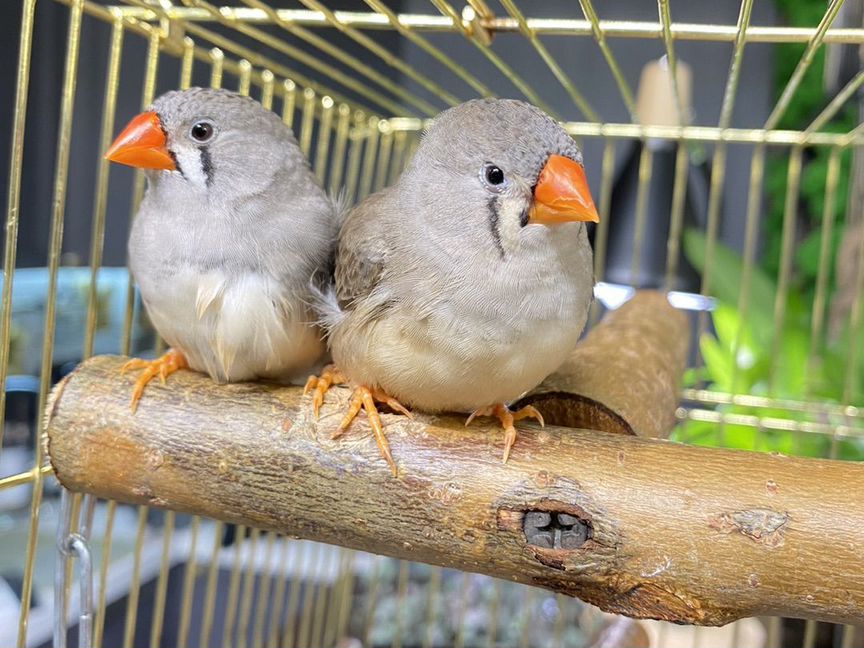 Зебровые амадины