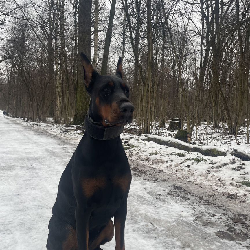 Доберман для фотосессии