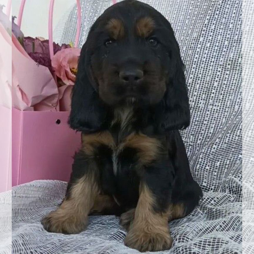 Английский кокер спаниель