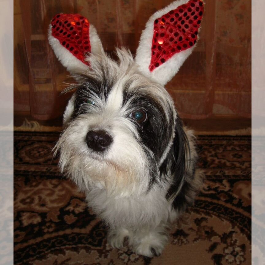 Русская цветная болонка, щенок