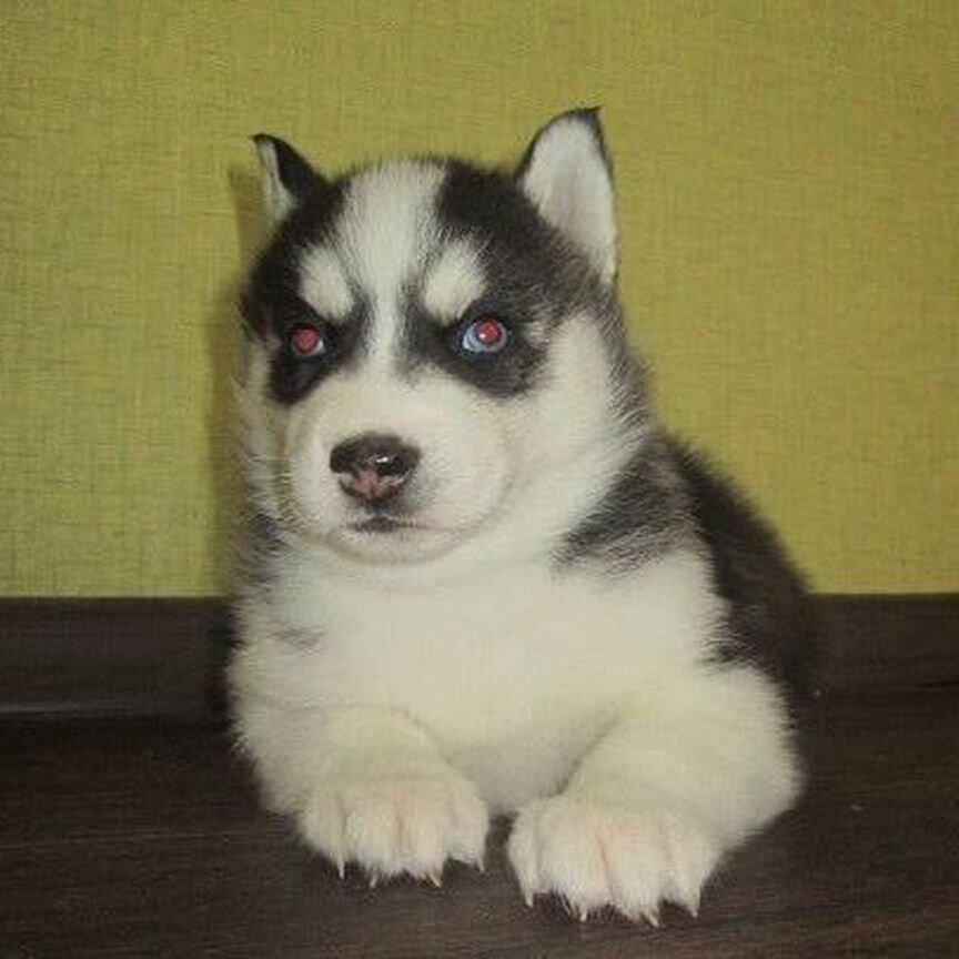 Сибирские хаски - прекрасные щенки с документами