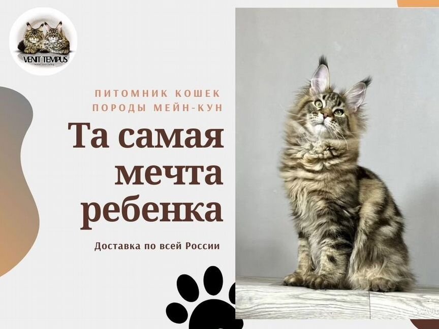Кот Мейн-Кун
