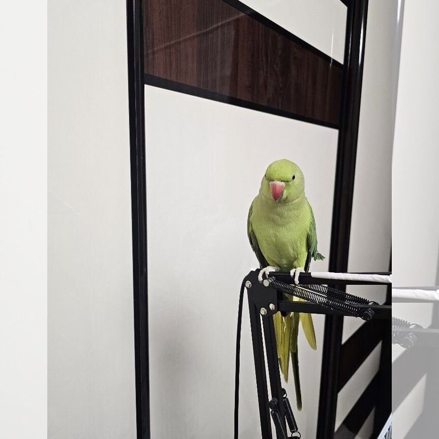 Ожереловый попугай