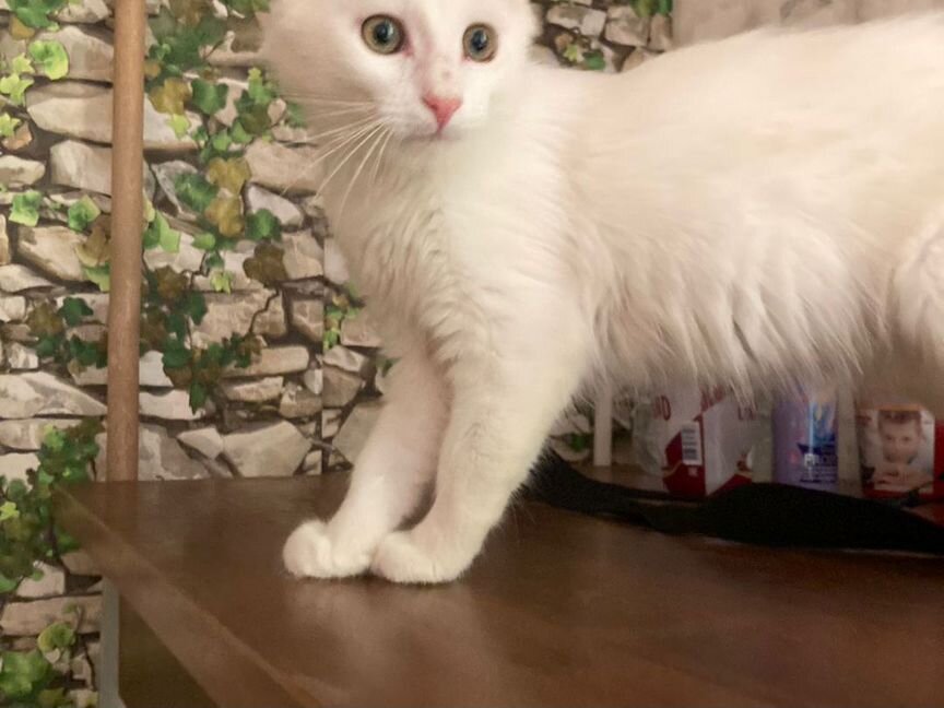 Котята в добрые руки бесплатно