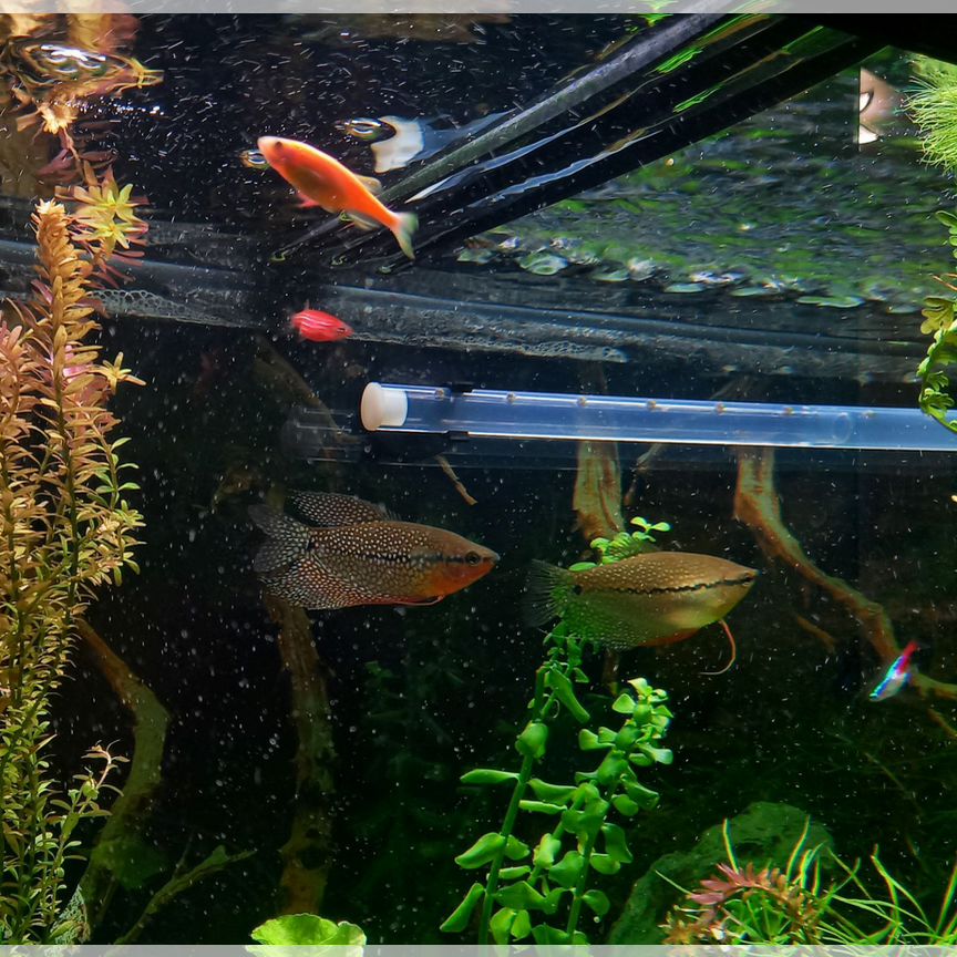 Гурами жемчужный(пара)