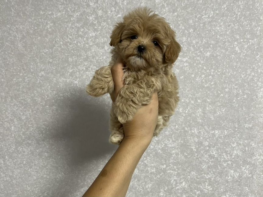 Мальтипу ф1 микро Корея супер sensation