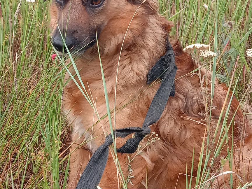 Собака в добрые руки