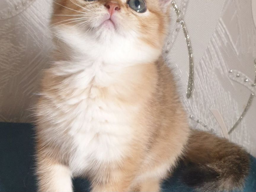 Золотая шиншилла