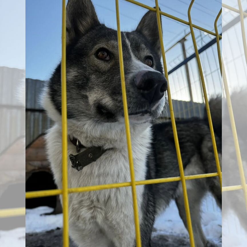 Западносибирская лайка, взрослый пёс