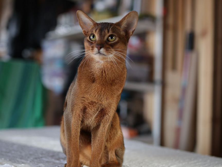 Абиссинский кот в разведение