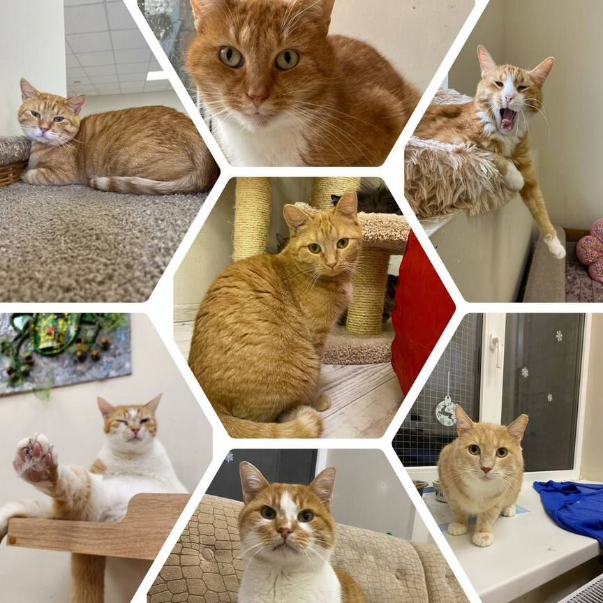 Рыжие котики, которые приносят удачу