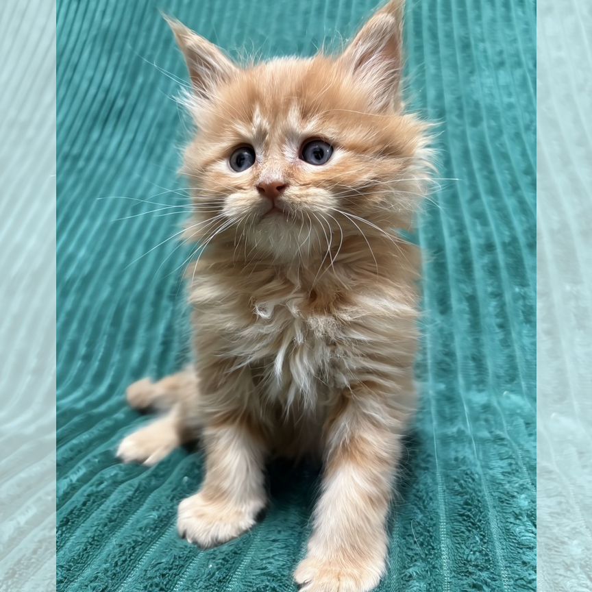 Мейн-кун котёнок