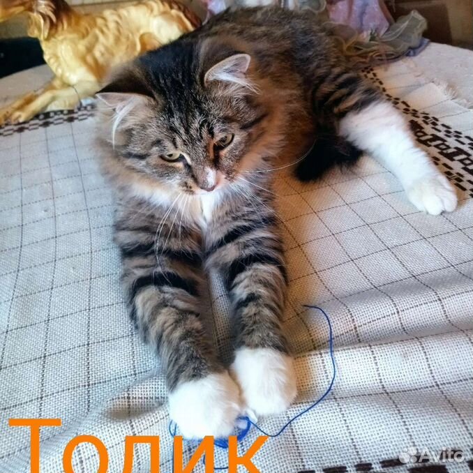 Кот и кот ищем передержку или дом