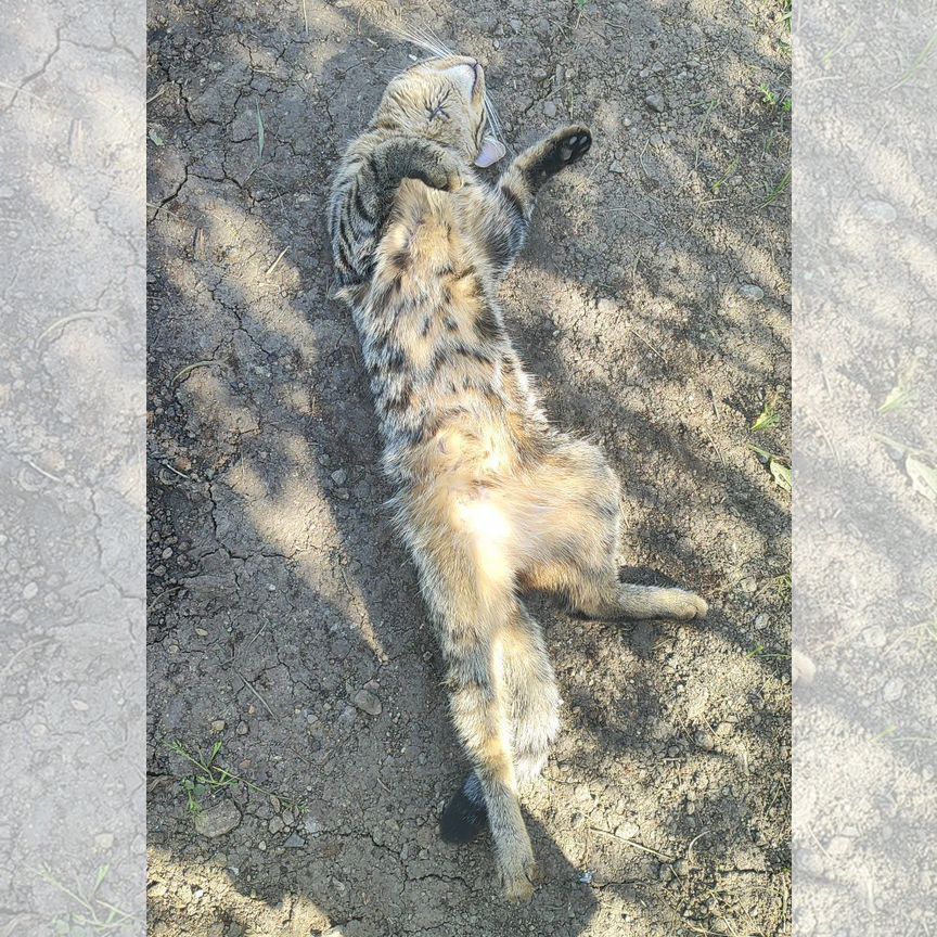 Молодой кот в добрые руки