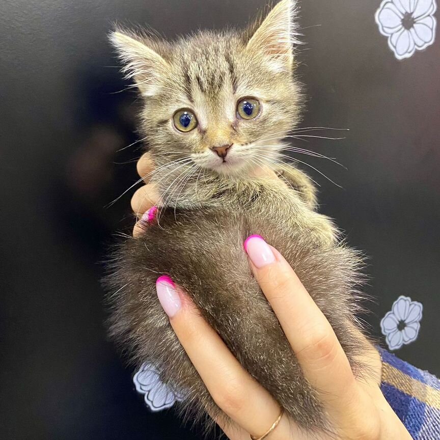 Пристраивается котёнок девочка