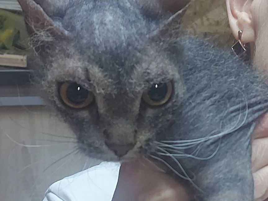 Кошка