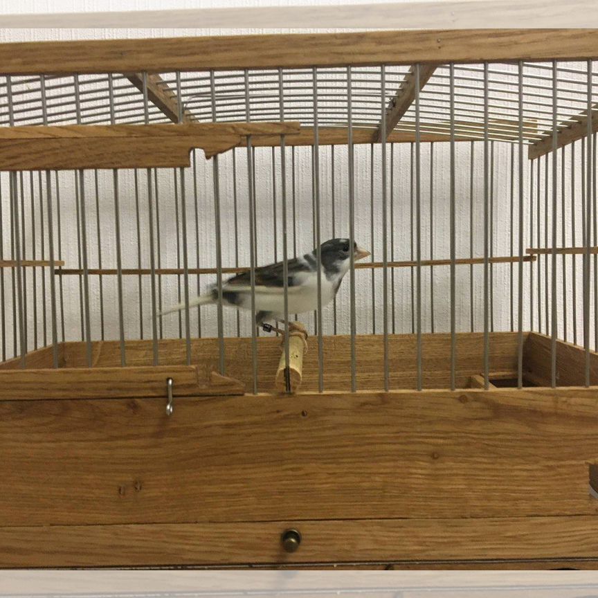 Кенар певчий