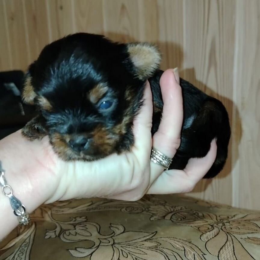 Щенок в добрые руки