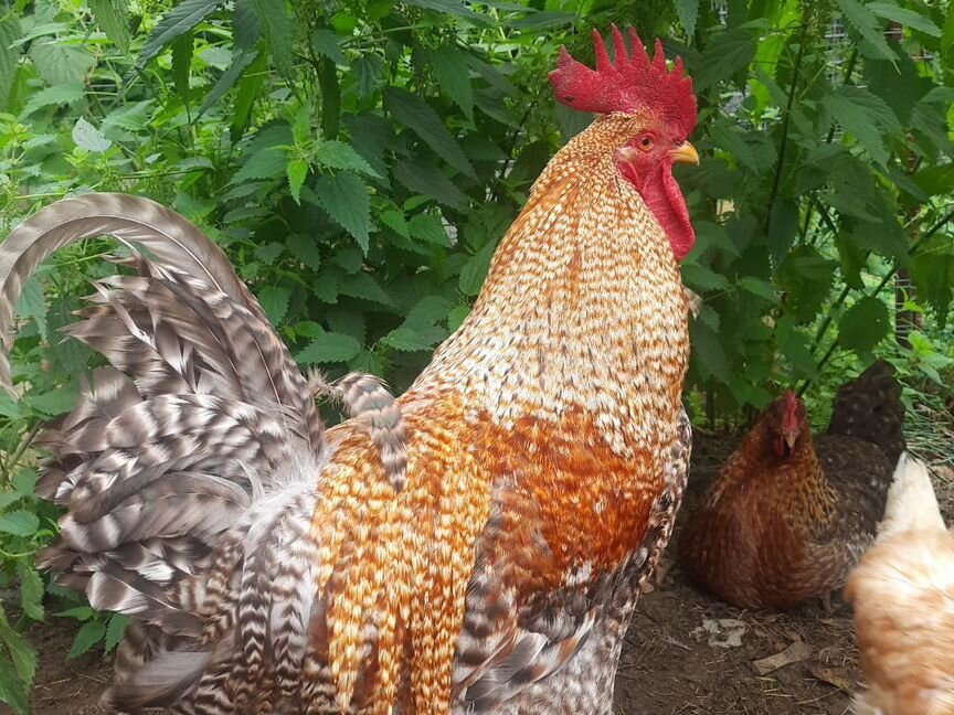 Петух Билефельдер