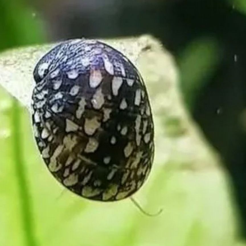 Улитки теодоксусы собственного разведения