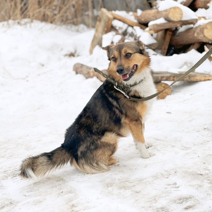 Собака в добрые руки