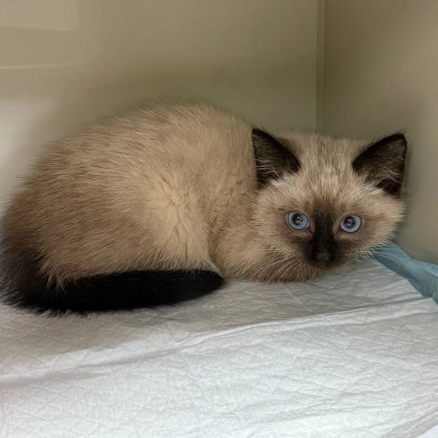 Сиамский котёнок