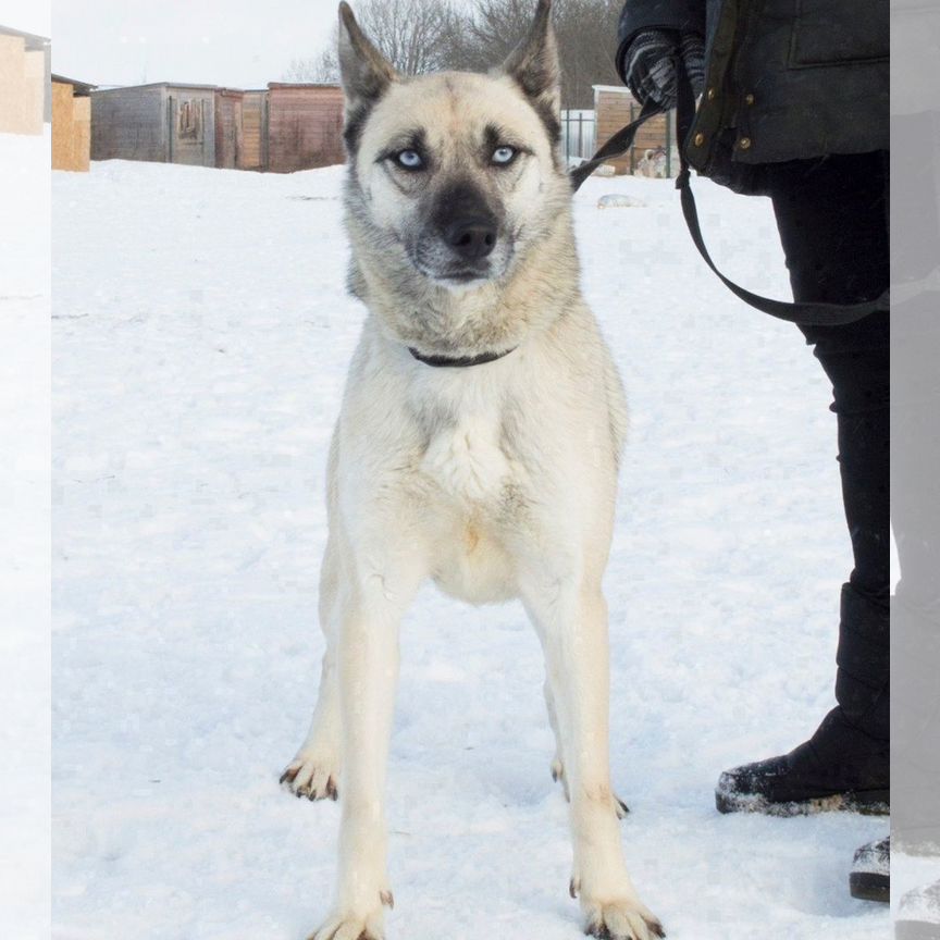 Отдам бесплатно собаку Варвару