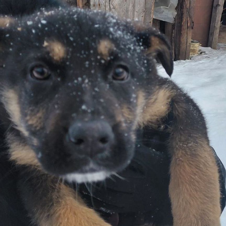 Немецкая овчарка, щенок