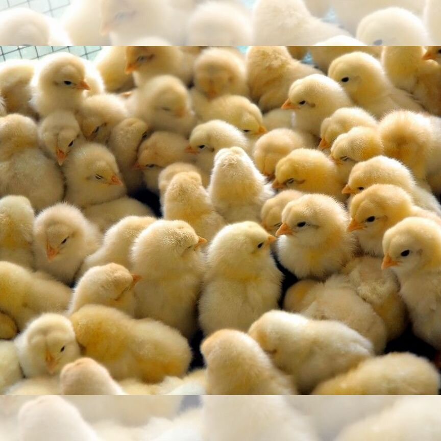 Цыплята бройлеры