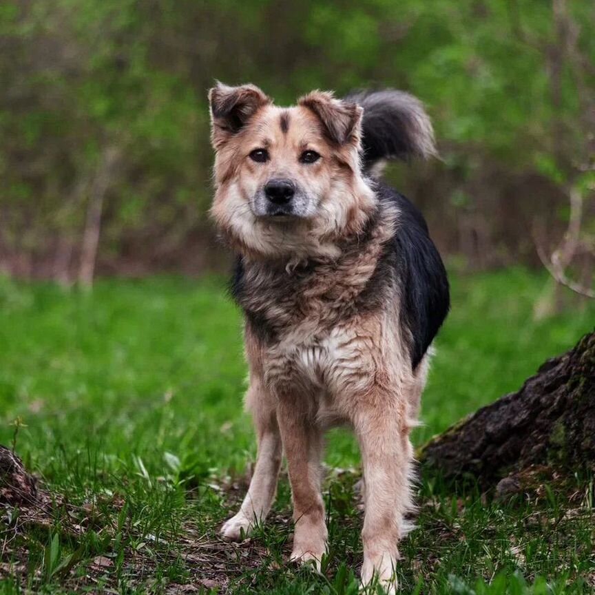 Бывшедомашняя глухая собака из приюта ищет дом