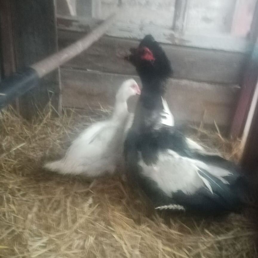 Мускусные утки