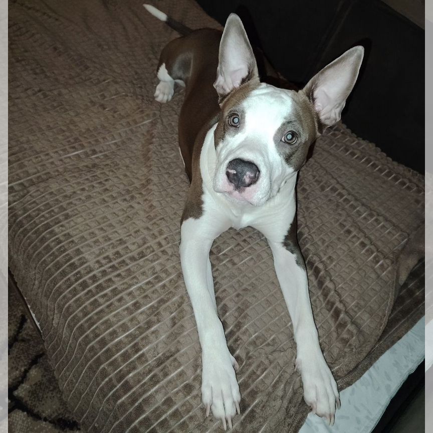 Американский стаффордширский терьер, взрослая собака