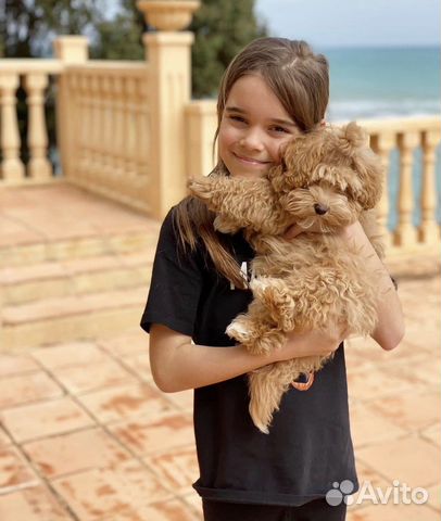 Мальтипу f1 LUX