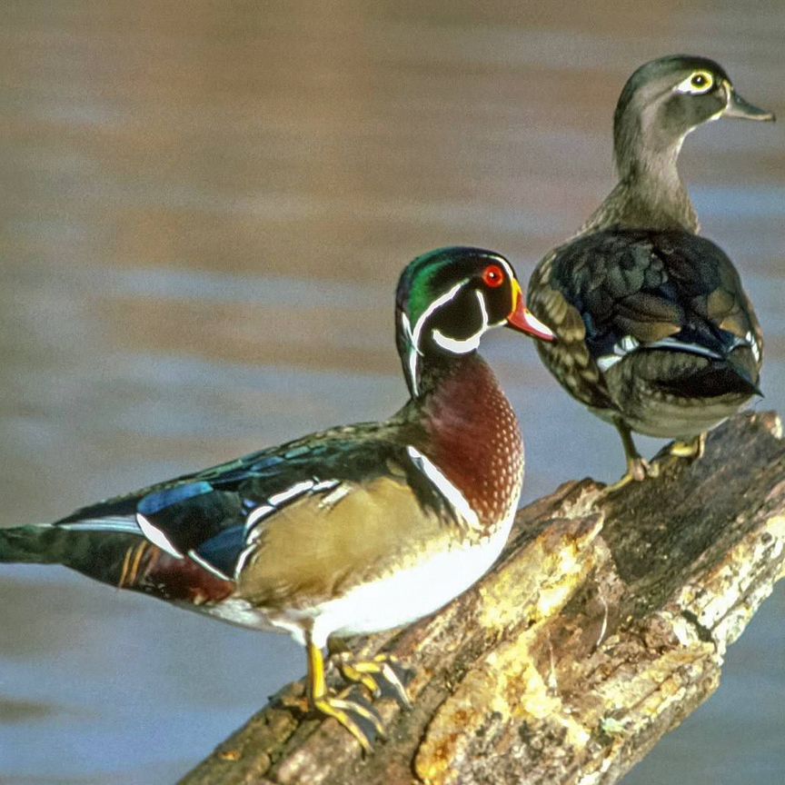 Утка каролинка