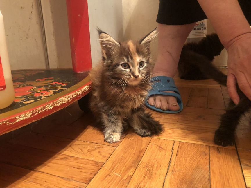 Котята мейкун