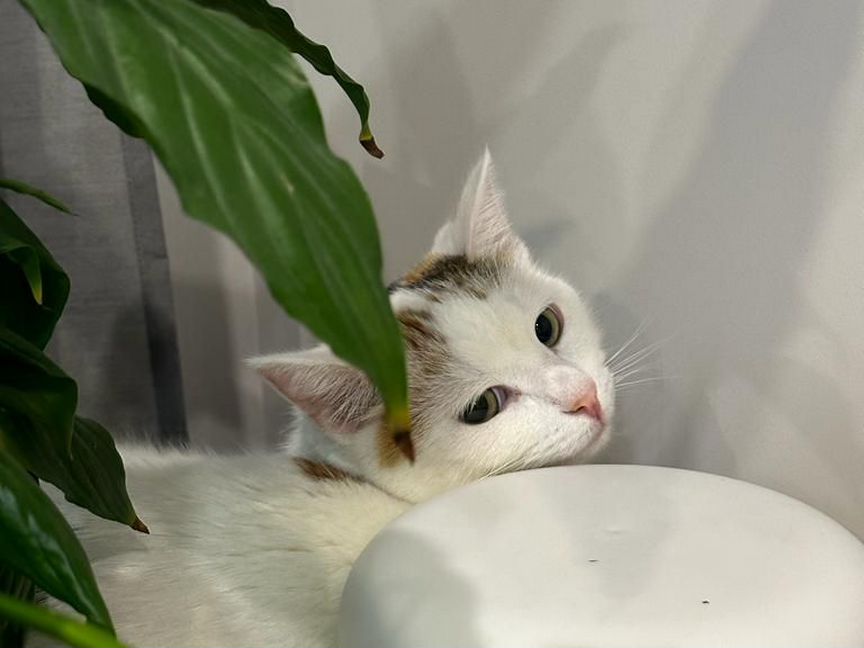 Котёнок