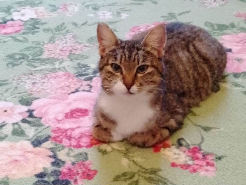 Юная мышеловка ищет семью